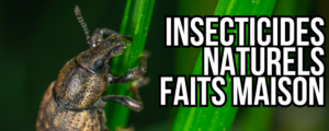 DIY : 5 recettes d'insecticides naturels